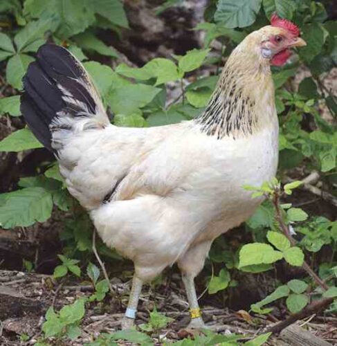 The Icelandic Chicken: A Heritage Chicken Breed for Modern Homesteads ...